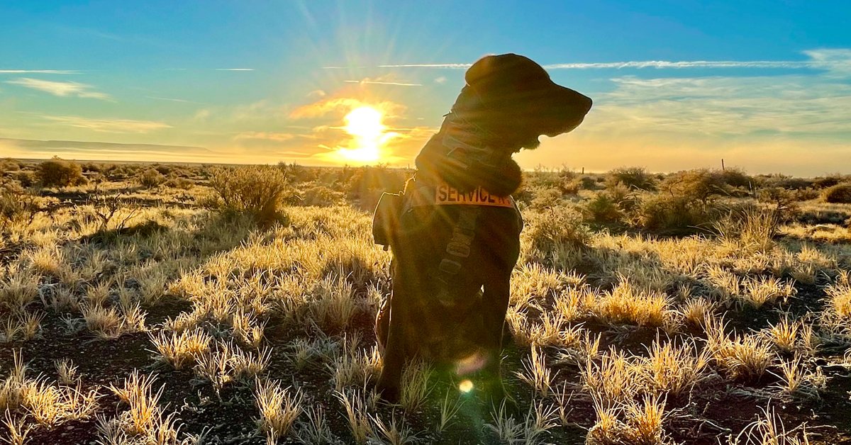 AXE HOME - Axe The Service Dog
